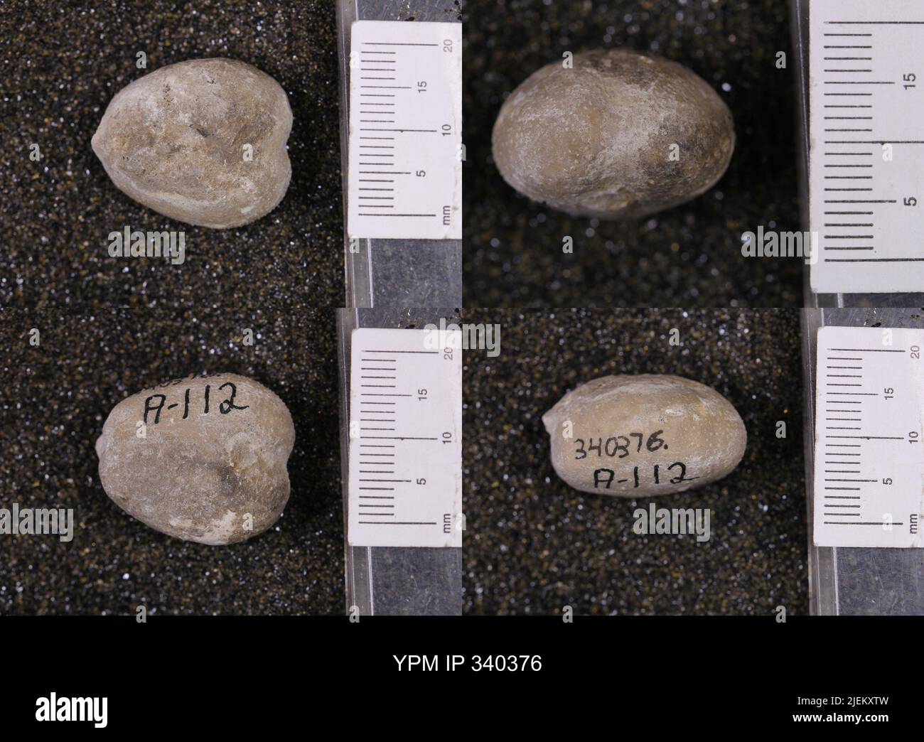 Enallaster texanus Roemer Stock Photo - Alamy