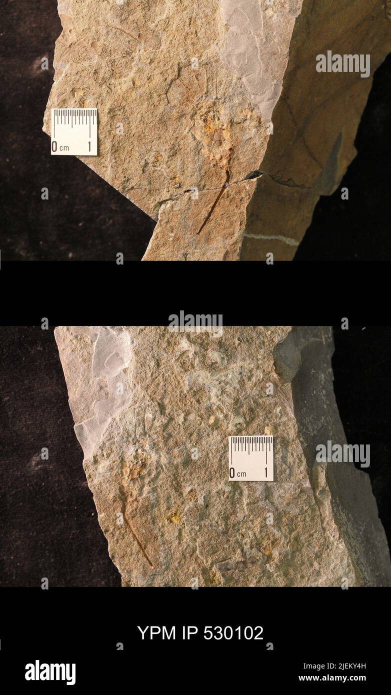 Gogia sp animalia hi-res stock photography and images - Alamy