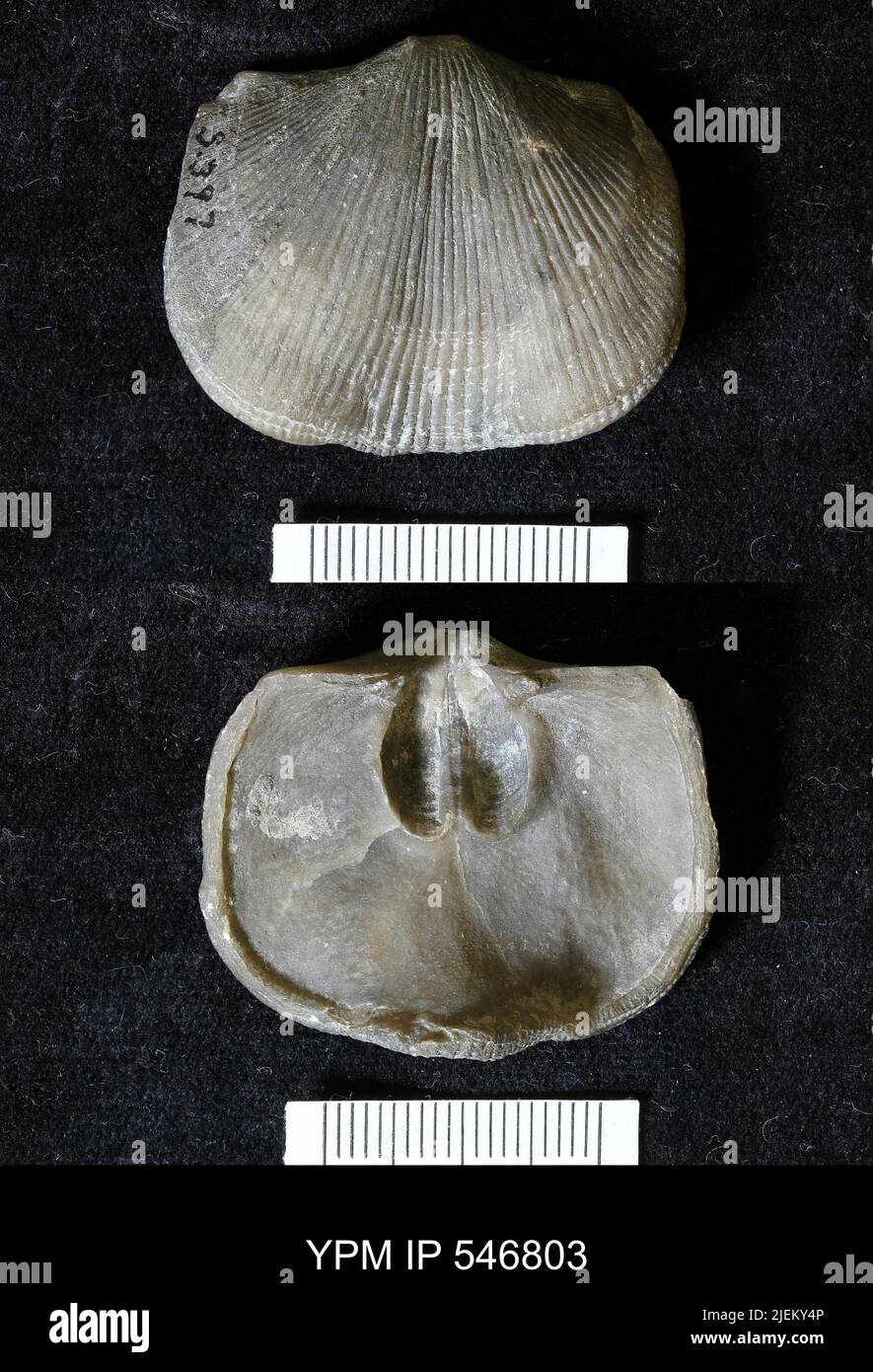 Hebertella occidentalis sinuata hall hi-res stock photography and ...