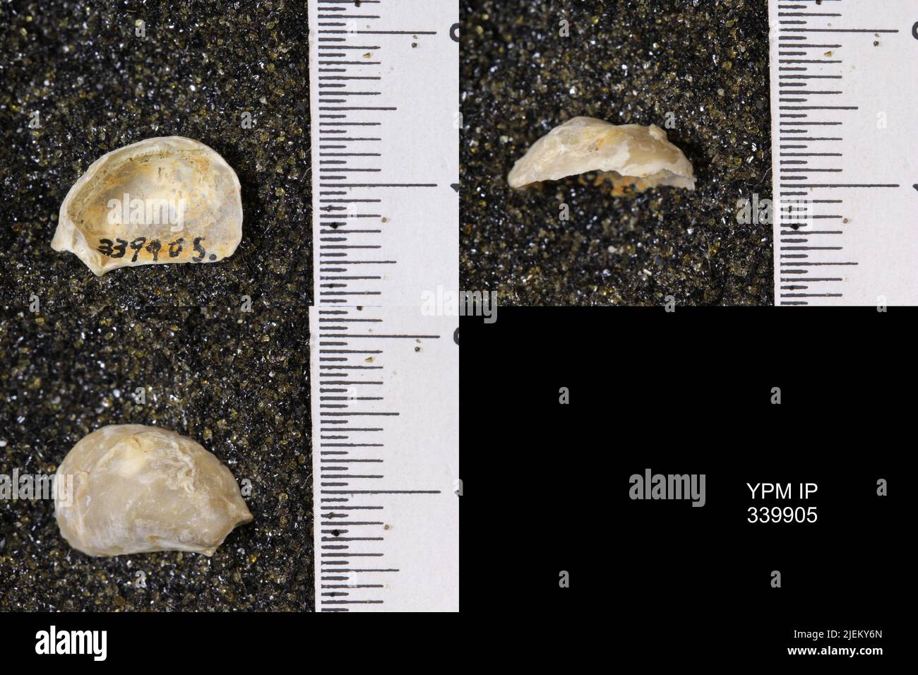 Exogyra hi-res stock photography and images - Alamy