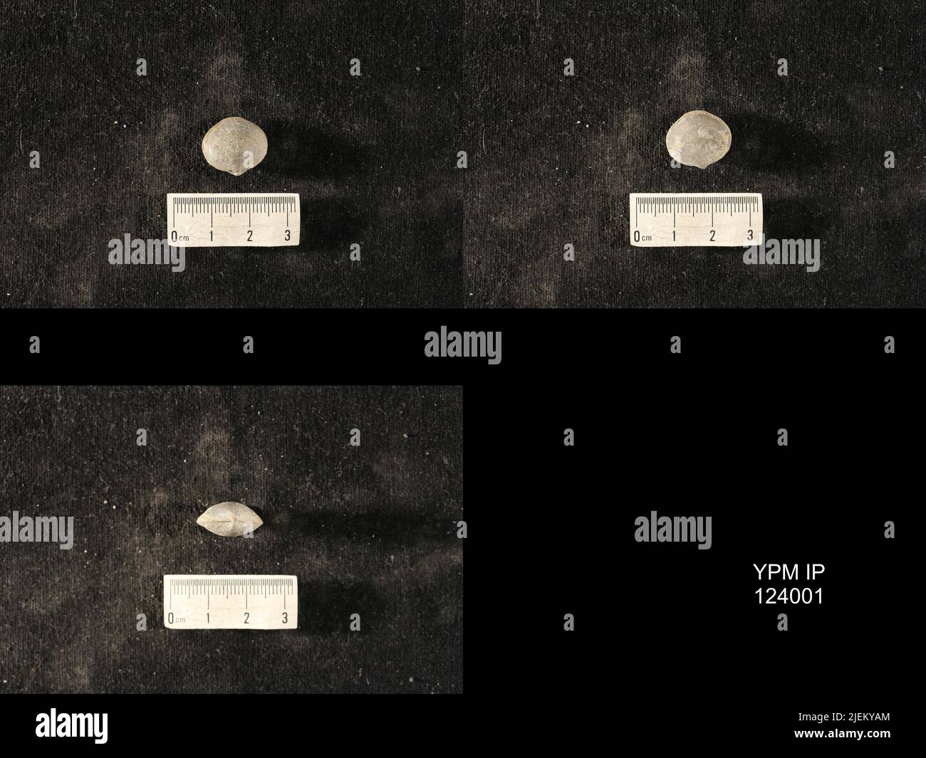 Nucleospira concinna hall hi-res stock photography and images - Alamy