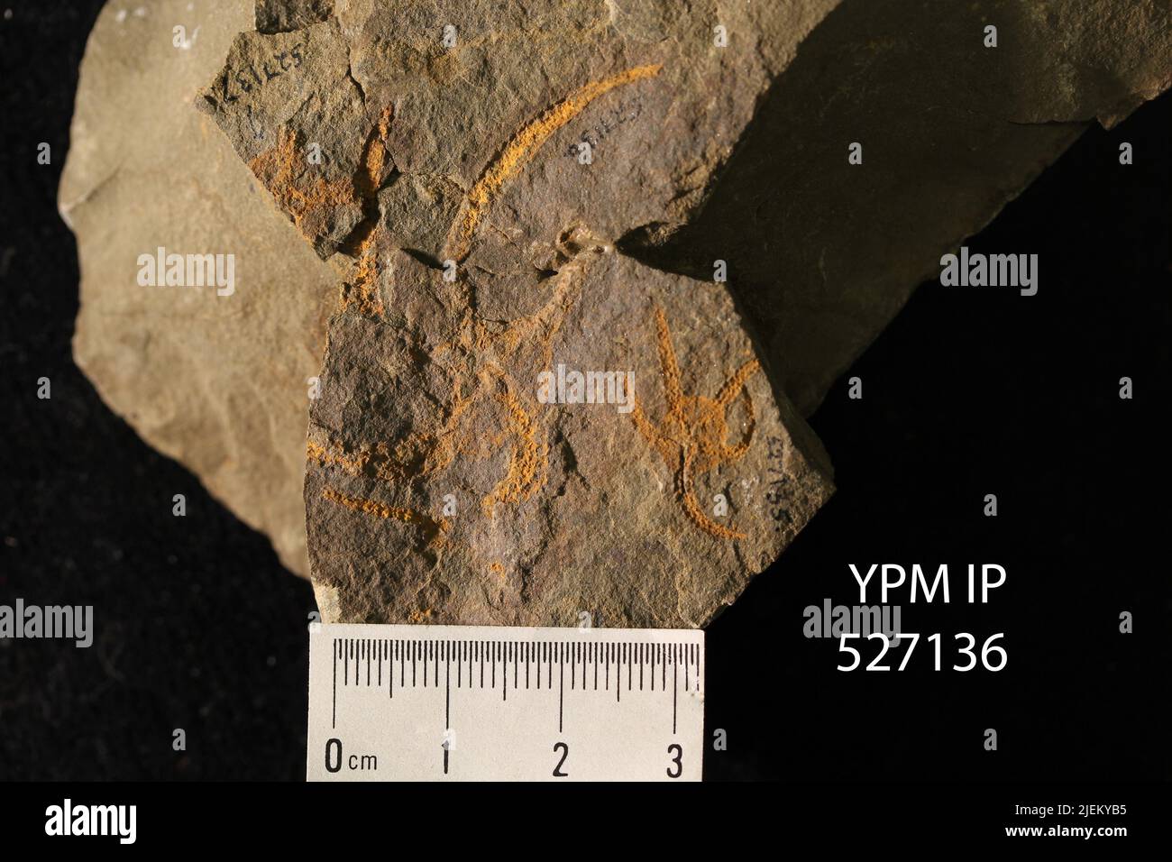 Ophiur hi-res stock photography and images - Alamy