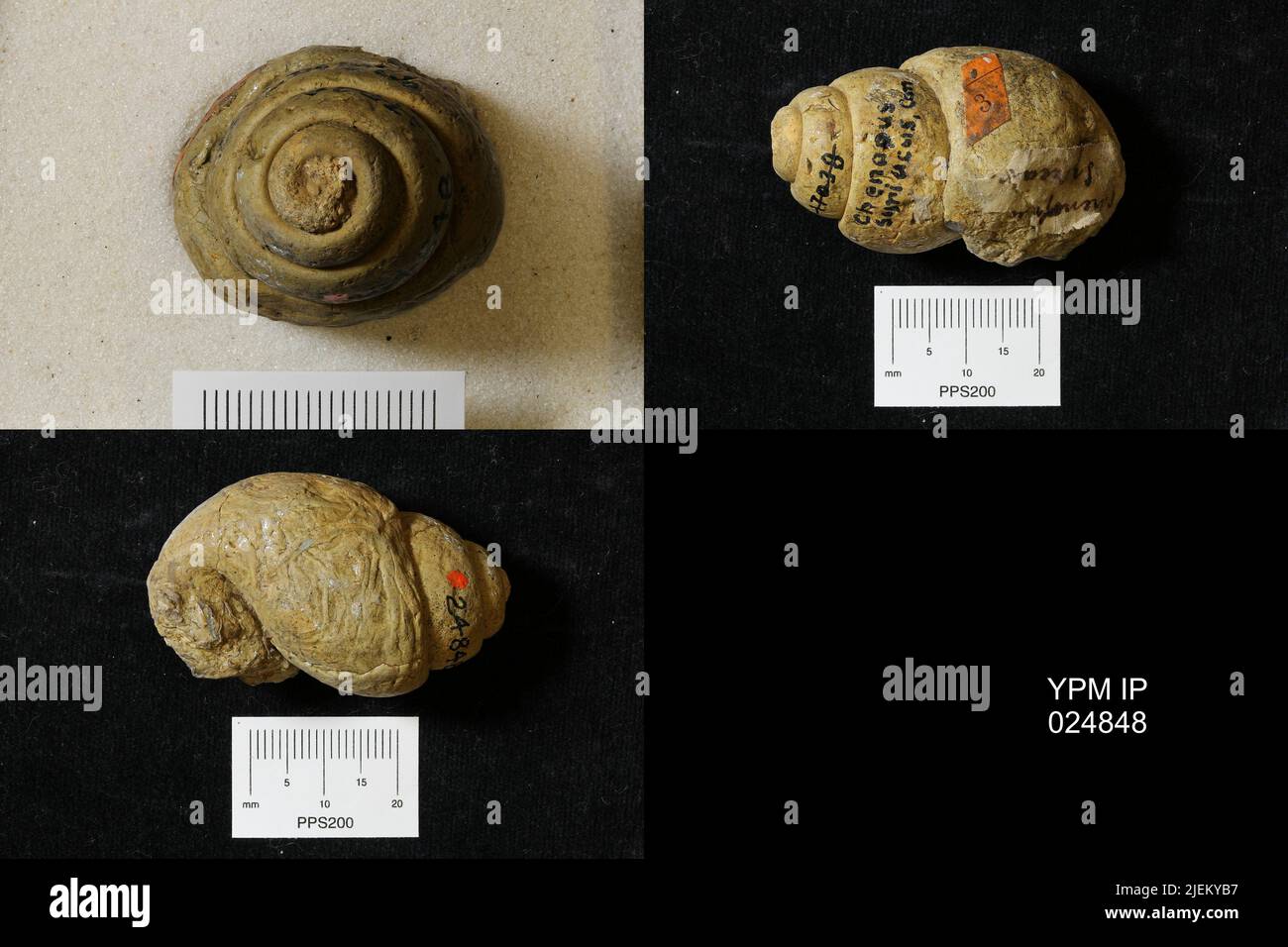 Chenopus syriacus Conrad Stock Photo - Alamy