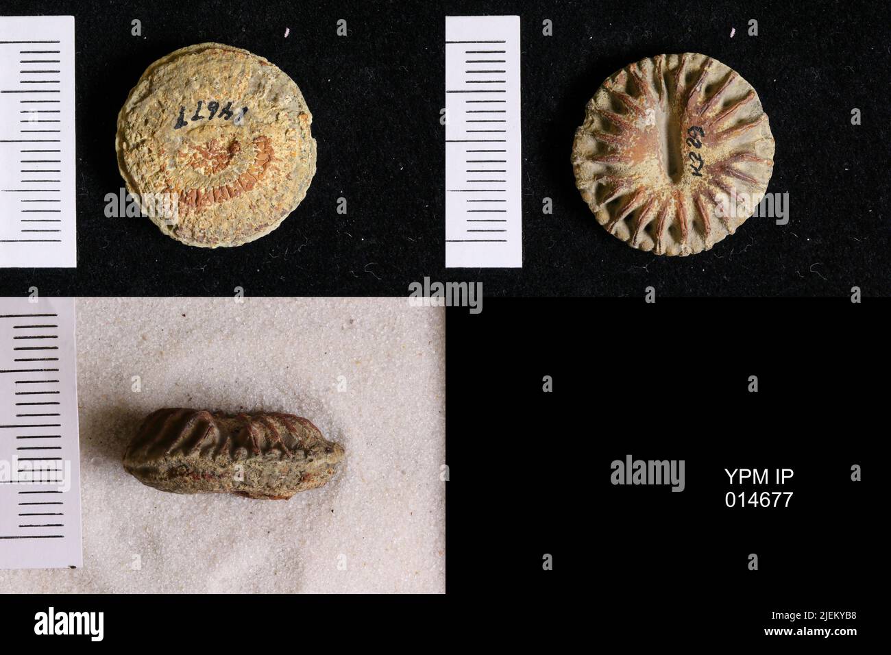 Hadrophyllum aplatus cummins hi-res stock photography and images - Alamy