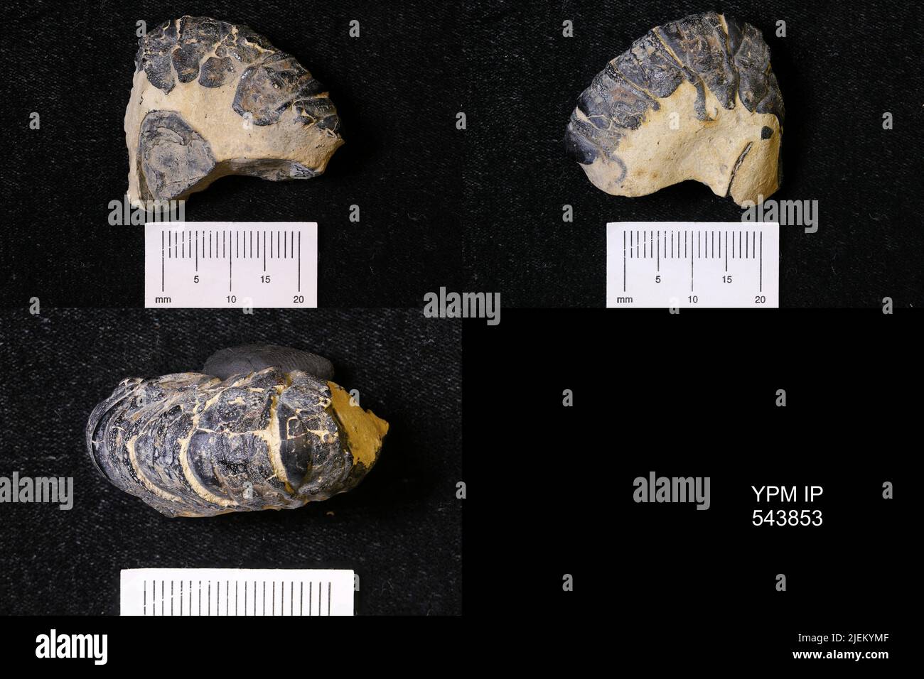 Malacostrac hi-res stock photography and images - Alamy