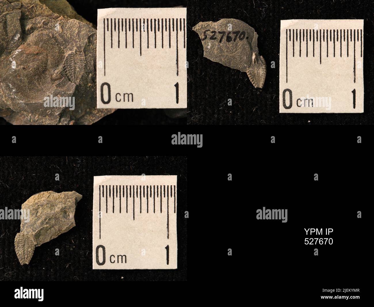 Pentremites hi-res stock photography and images - Alamy