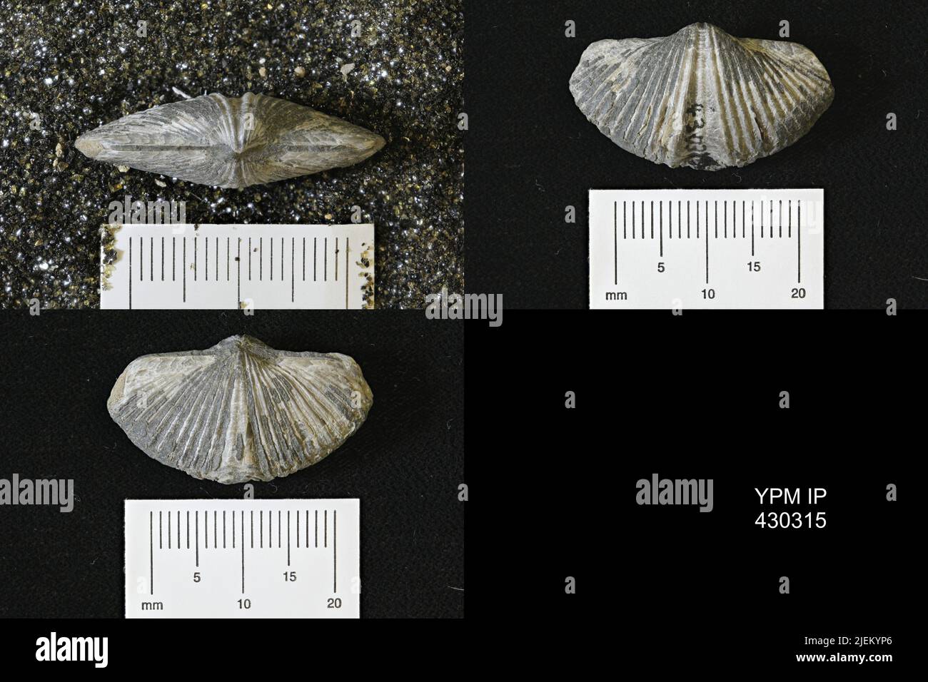 Mucrospirifer mucronatus animalia hi-res stock photography and images ...