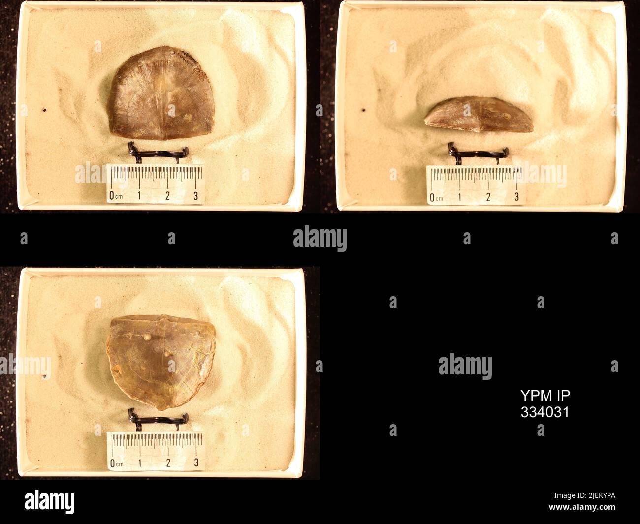 1903 animalia hi-res stock photography and images - Alamy