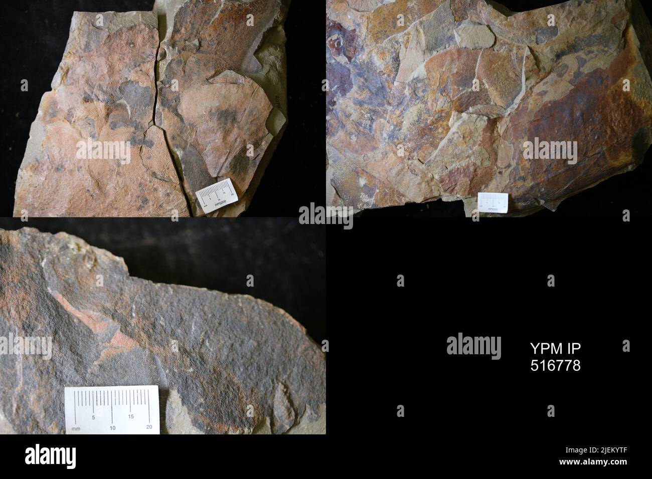 Dinocarida hi-res stock photography and images - Alamy