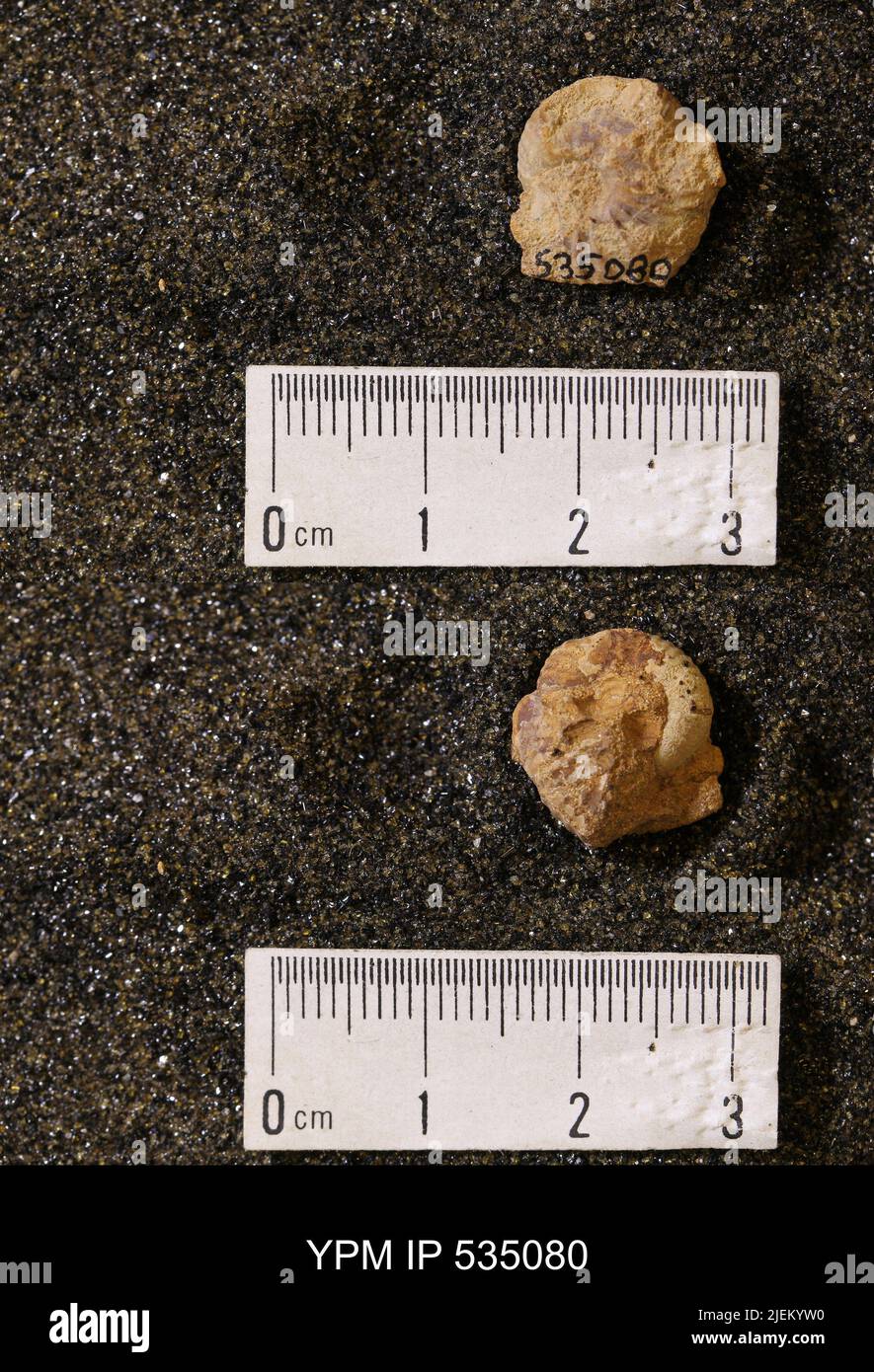 Scaphites hippocrepis dekay animalia hi-res stock photography and ...