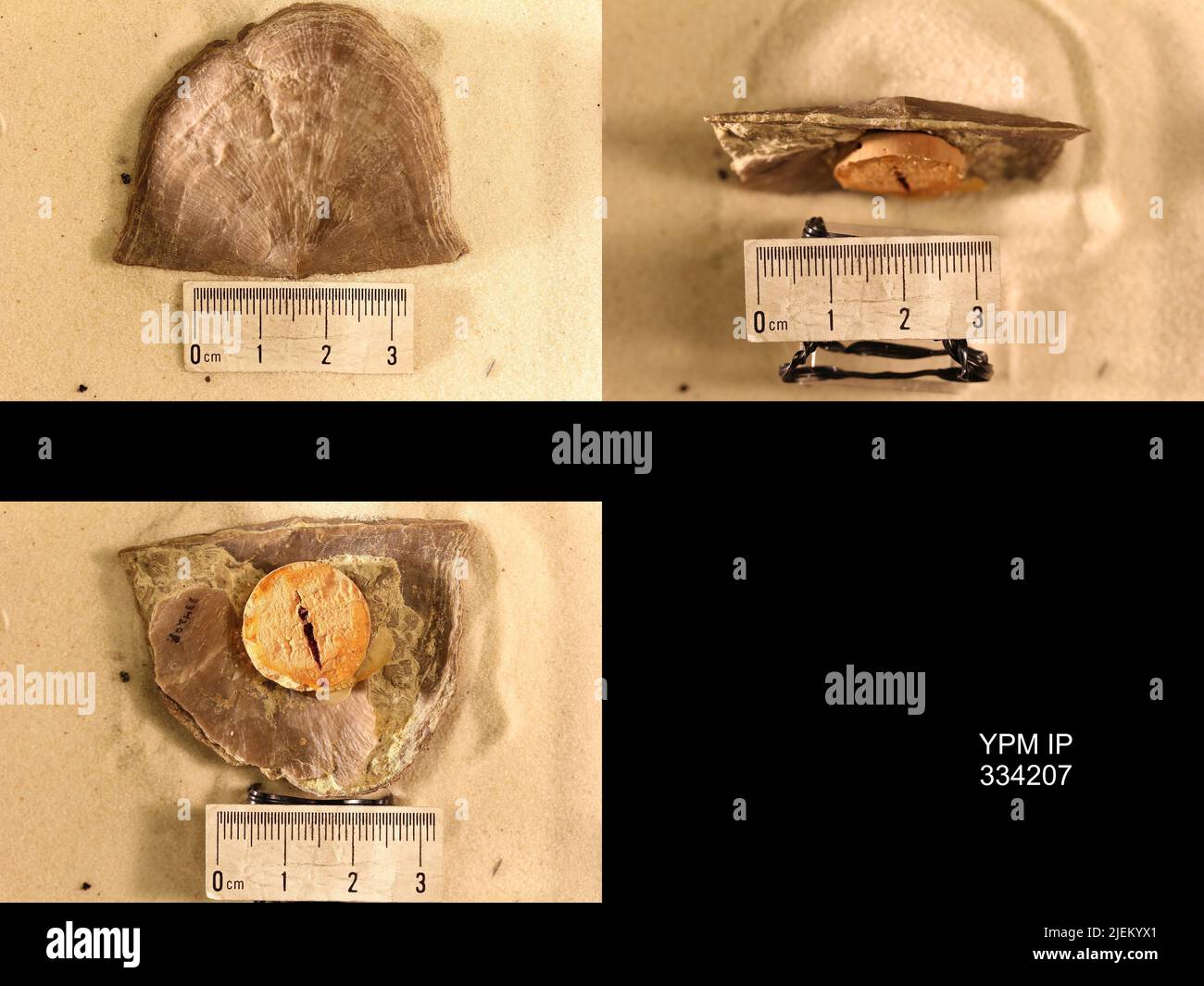 Rafinesquina alternata conrad hi-res stock photography and images - Alamy