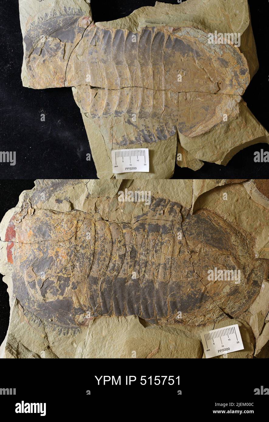 Asaphidae hi-res stock photography and images - Alamy