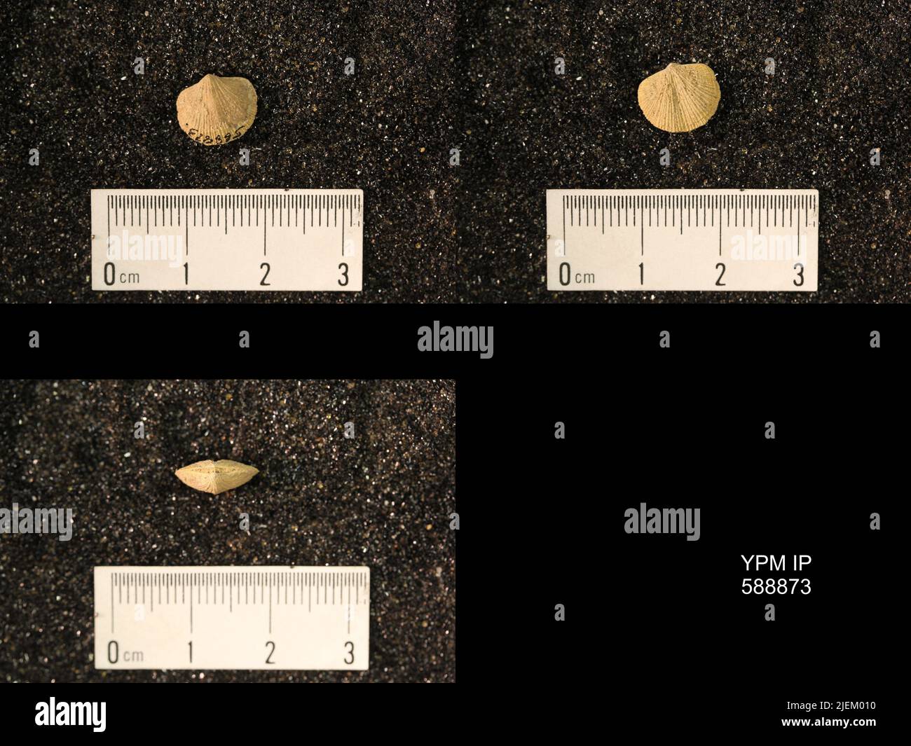 Dalmanella multisecta (Meek, 1873 Stock Photo - Alamy