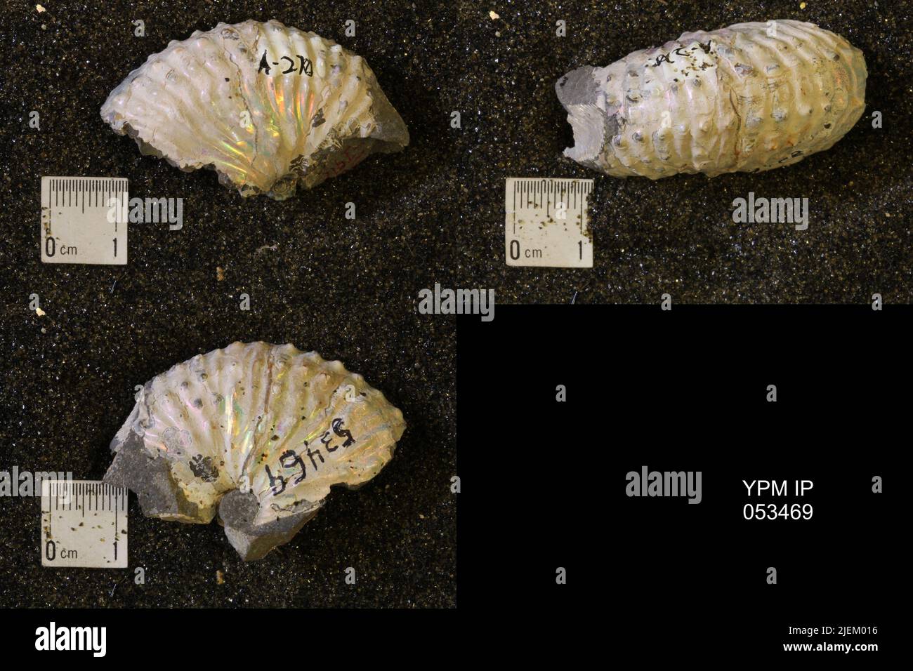 Discoscaphites gulosus (Morton Stock Photo - Alamy