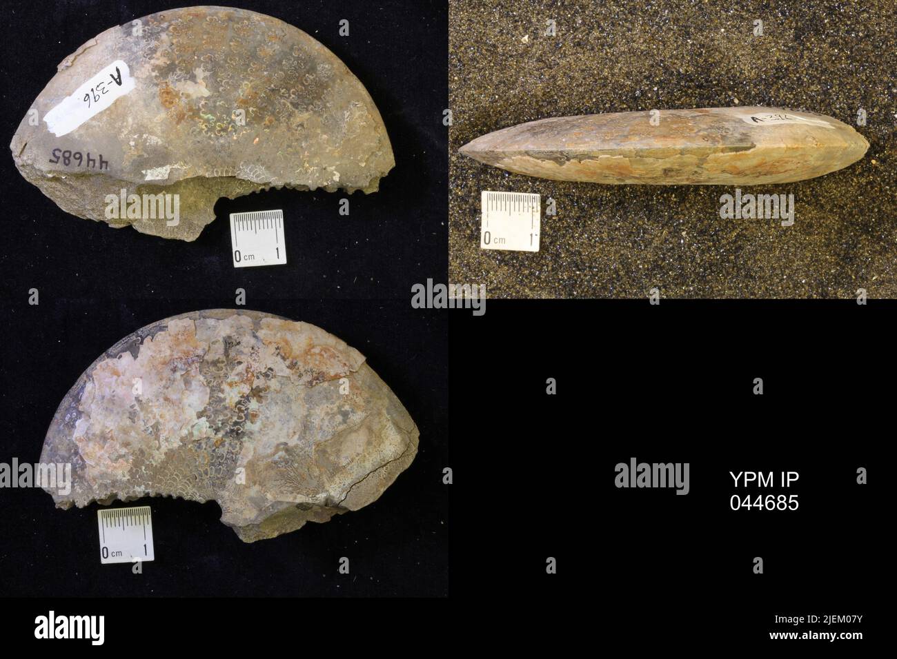 Lenticular fossil hi-res stock photography and images - Alamy