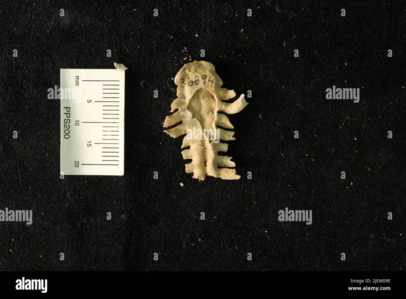 Leptodus nobilis americanus Girty Stock Photo - Alamy