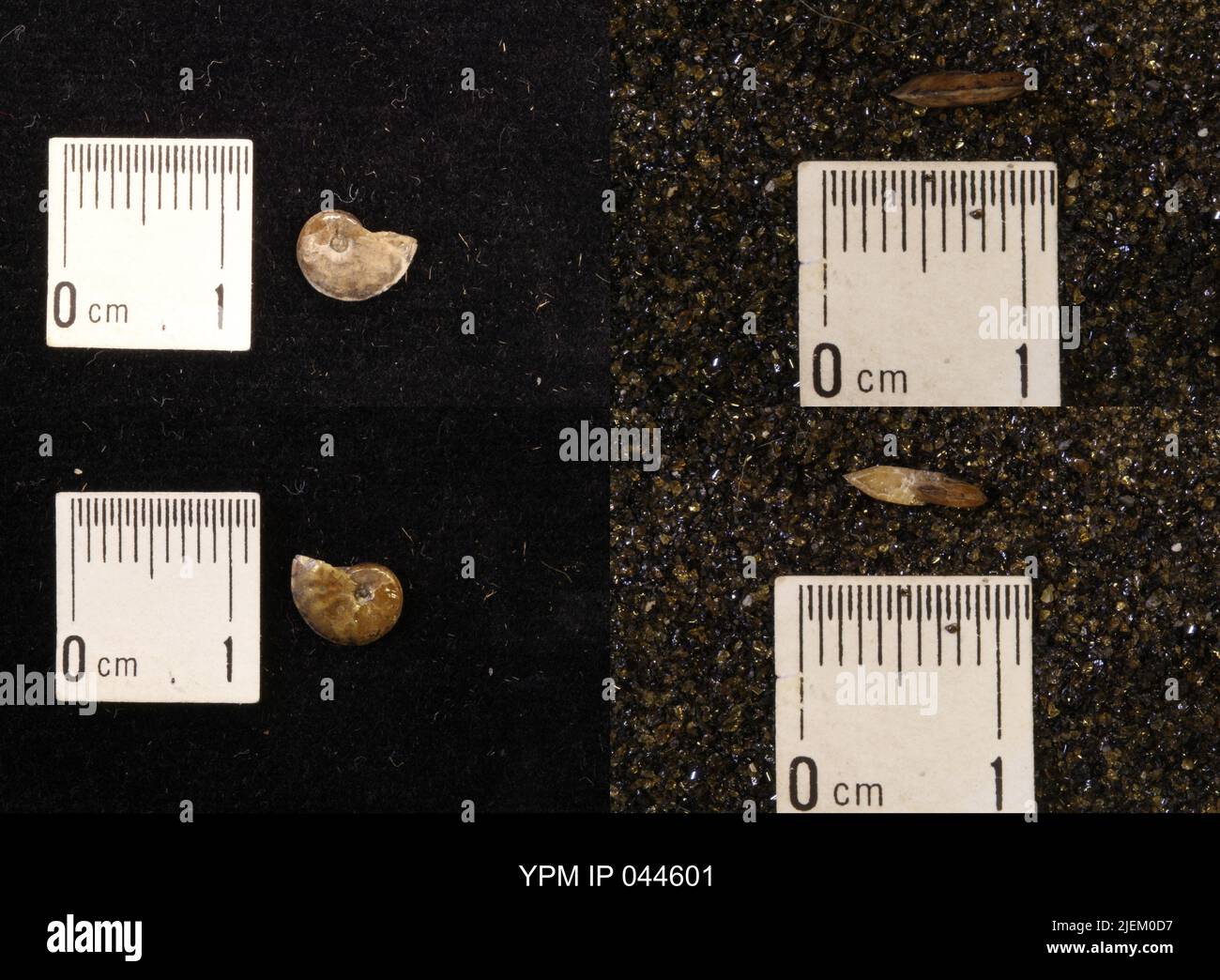 Sphenodiscus lenticularis (Owen Stock Photo - Alamy