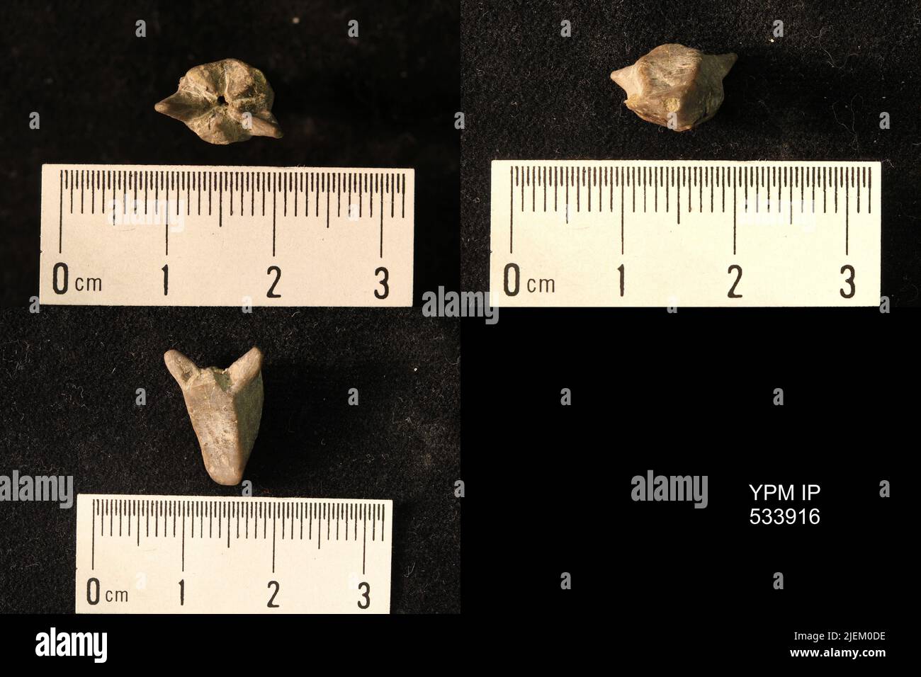 Stephanocrinus angulatus Conrad, 1842 Stock Photo - Alamy