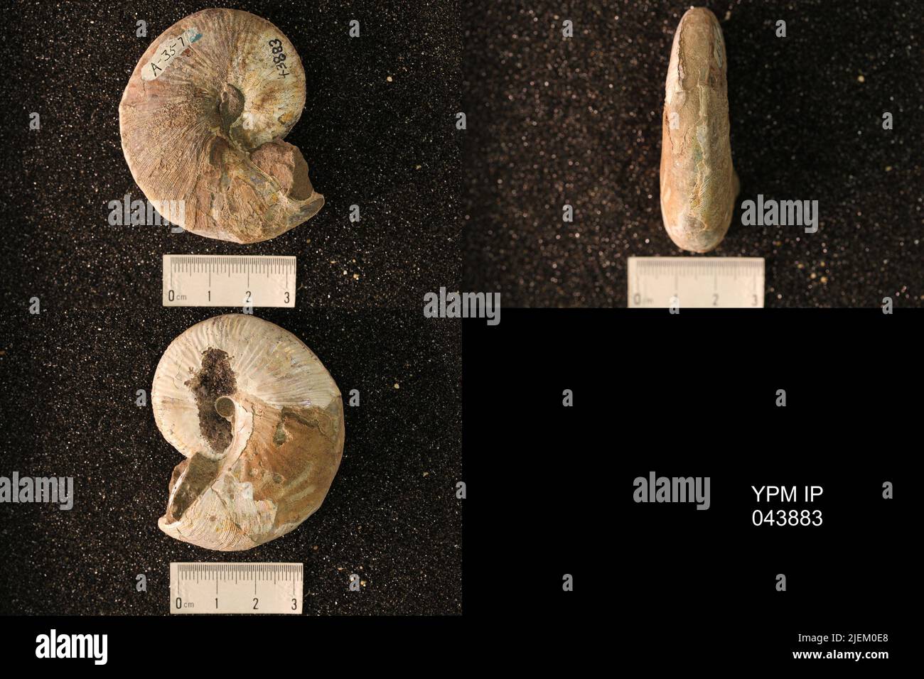 Ammonite morphology hi-res stock photography and images - Alamy