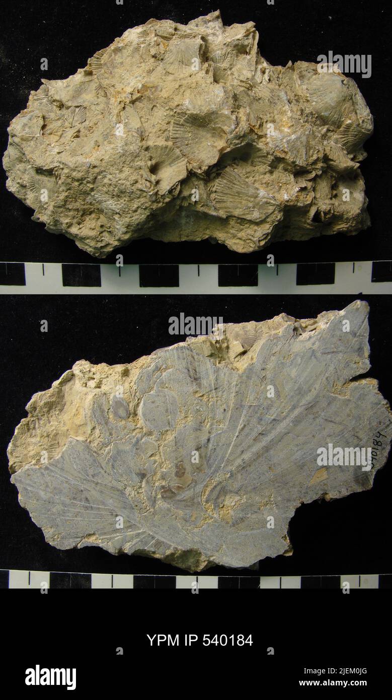 1875 animalia hi-res stock photography and images - Alamy