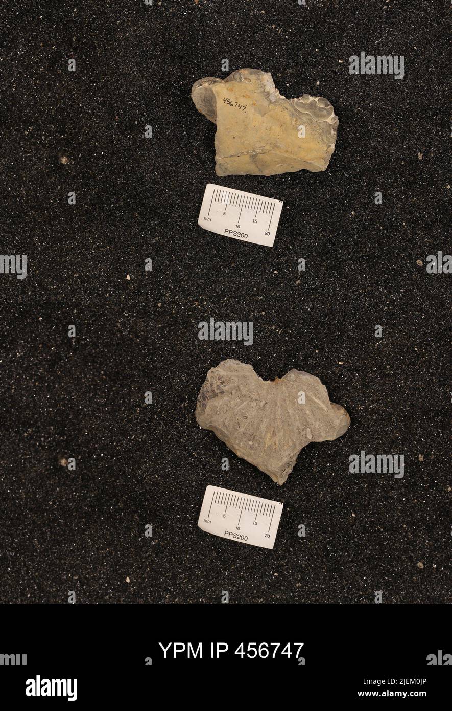 Scaphites ventricosus stantoni reeside animalia hi-res stock ...