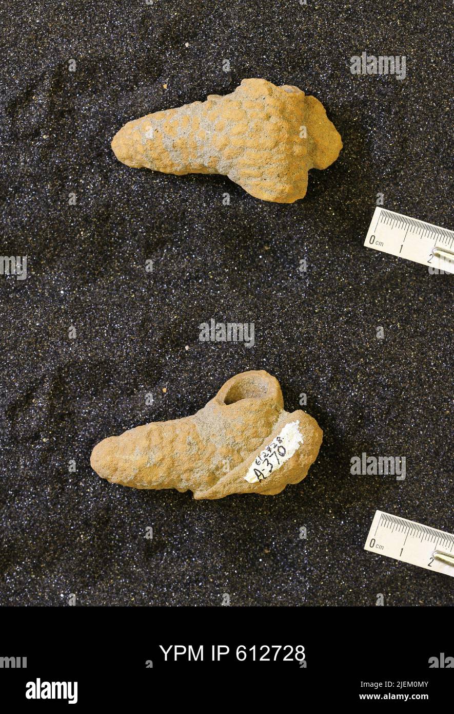 Ophiomorpha nodosa ichnofossil hi-res stock photography and images - Alamy