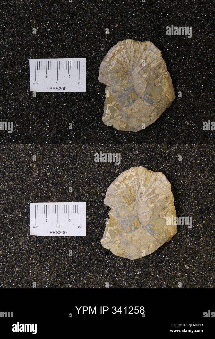 Scaphites hi-res stock photography and images - Alamy