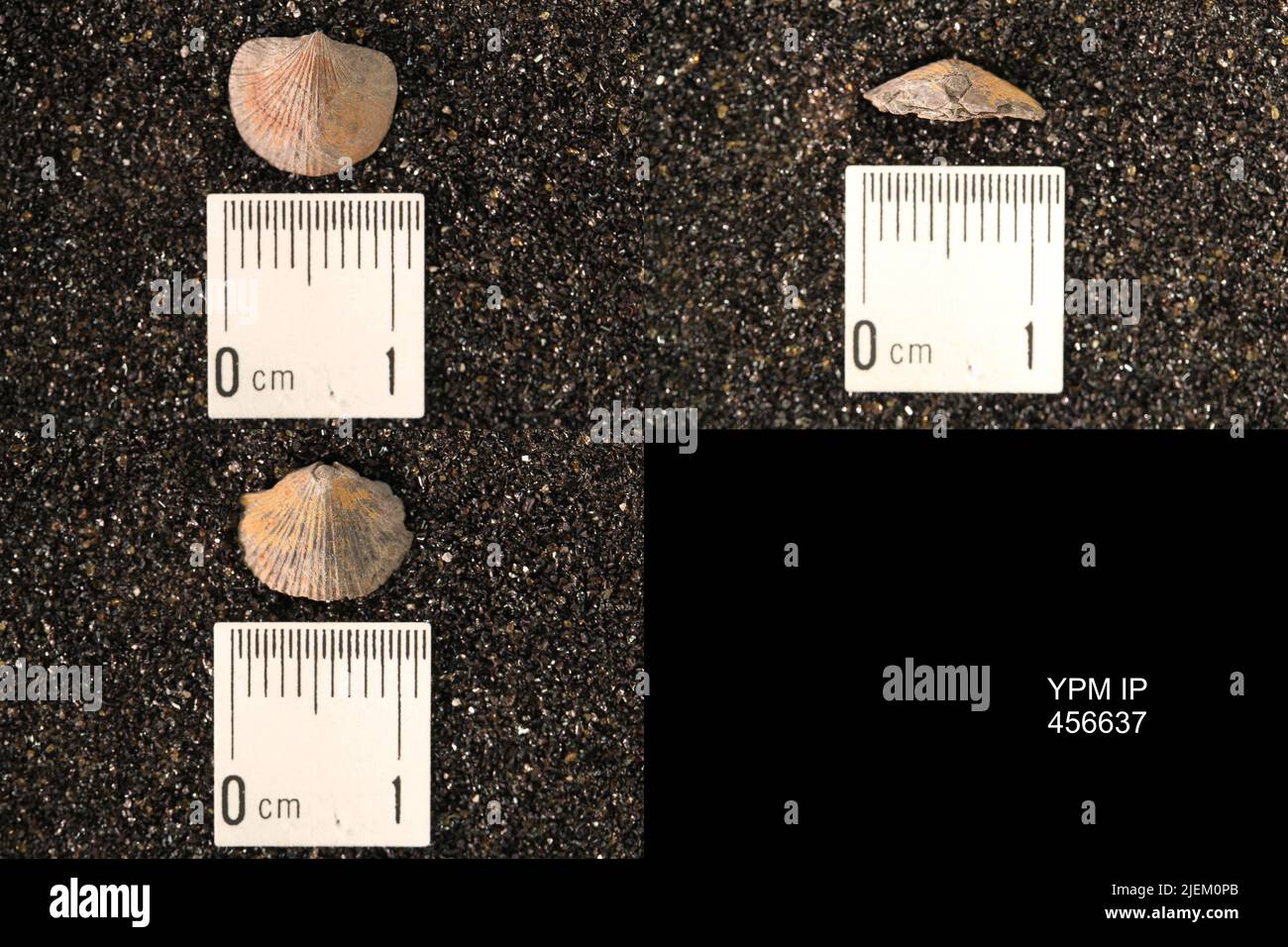 1827 animalia hi-res stock photography and images - Alamy