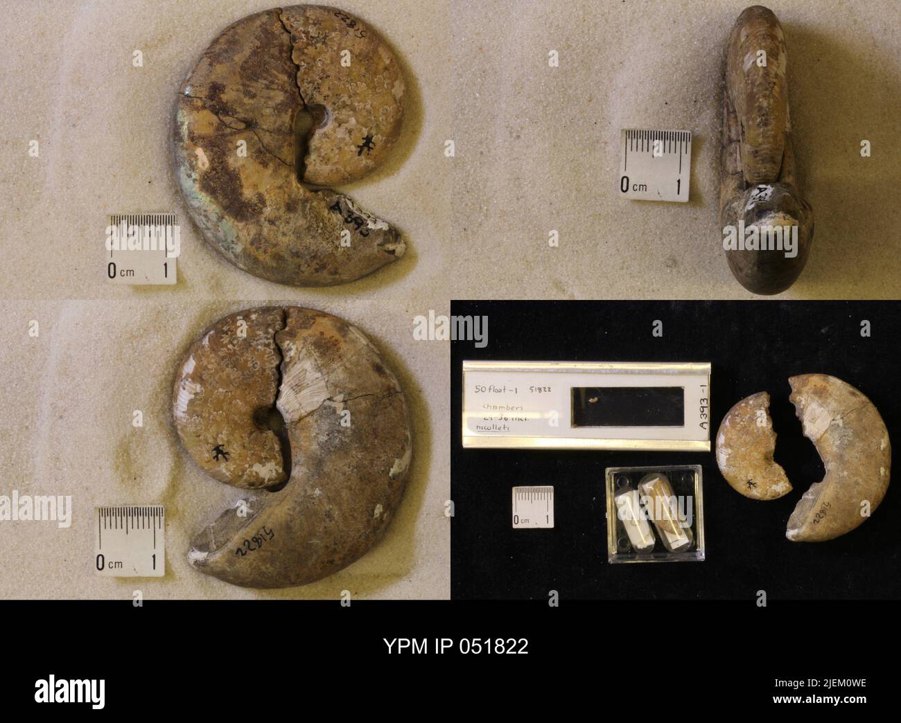 Hoploscaphites nicolletii (Morton Stock Photo - Alamy