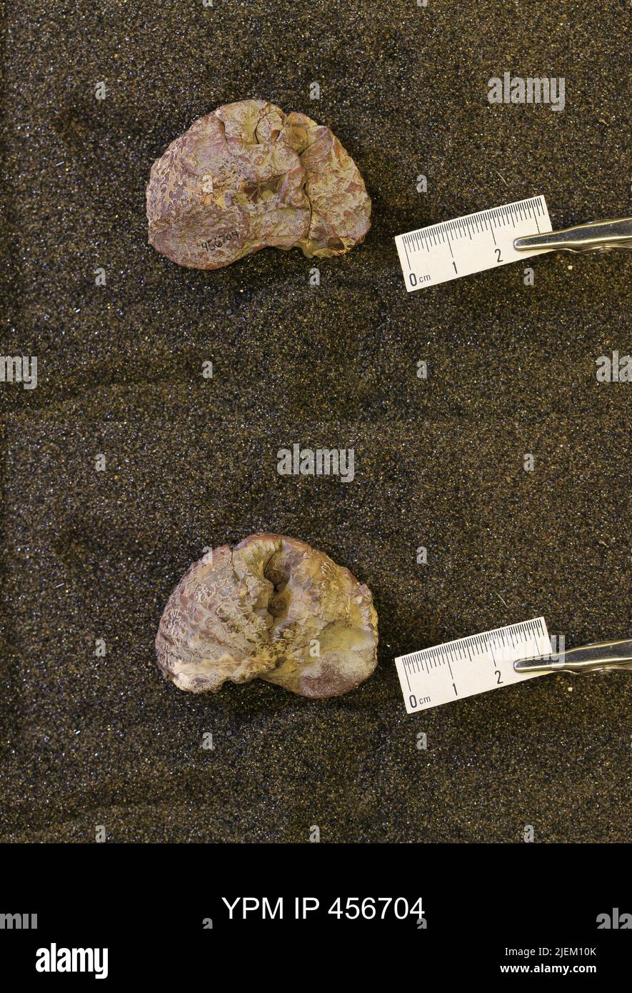 Scaphites ventricosus stantoni reeside hi-res stock photography and ...