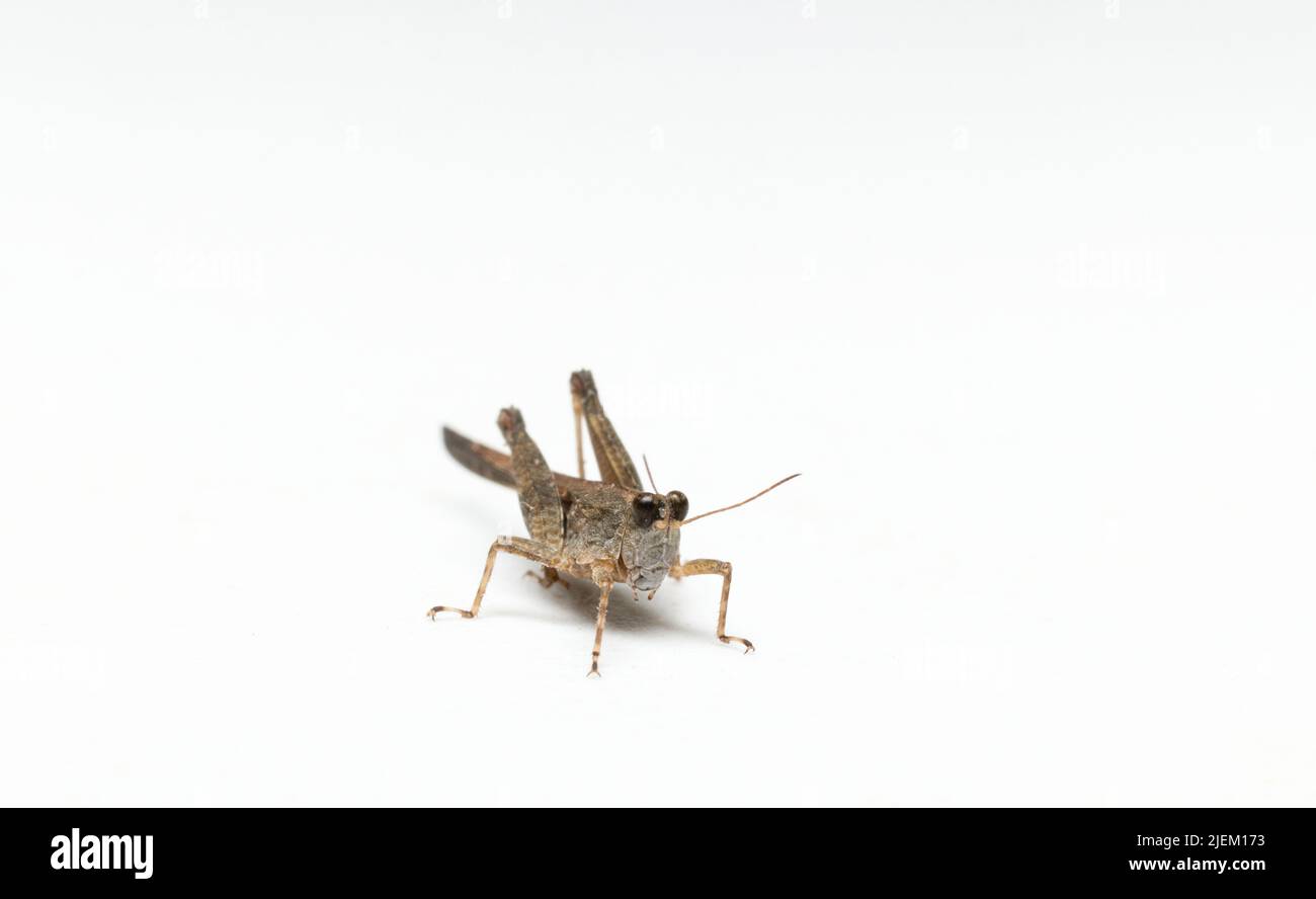 small beautiful grasshopper front view closeup in white background ...