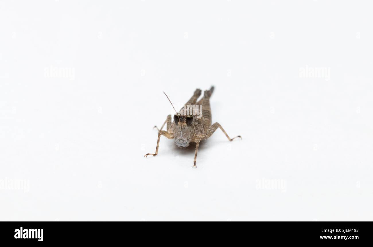small cute looking grasshopper front view closeup in white background ...