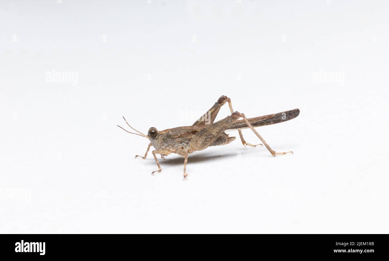 small grasshopper closeup in white background stock photo Stock Photo ...