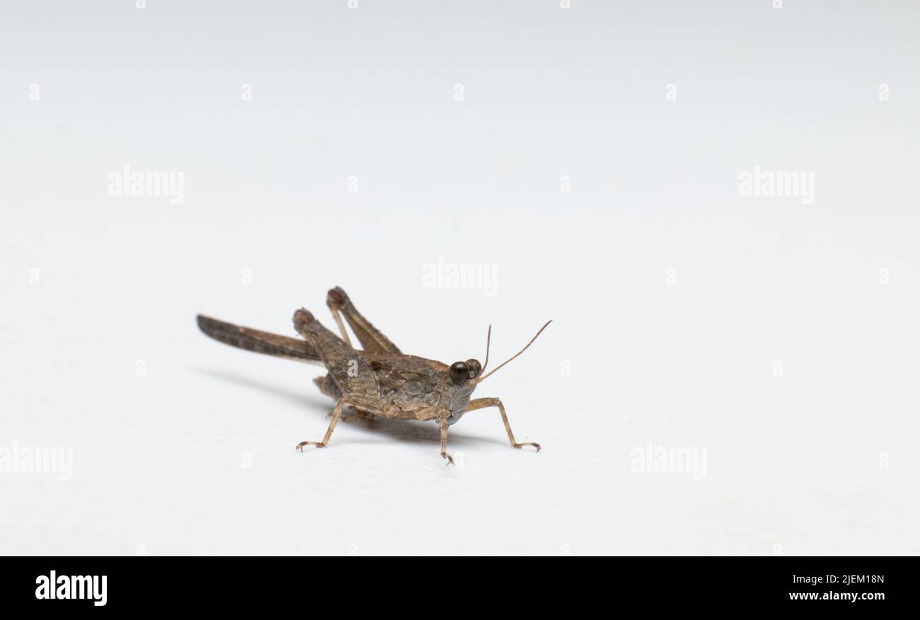 small grasshopper front view closeup in white background stock photo ...