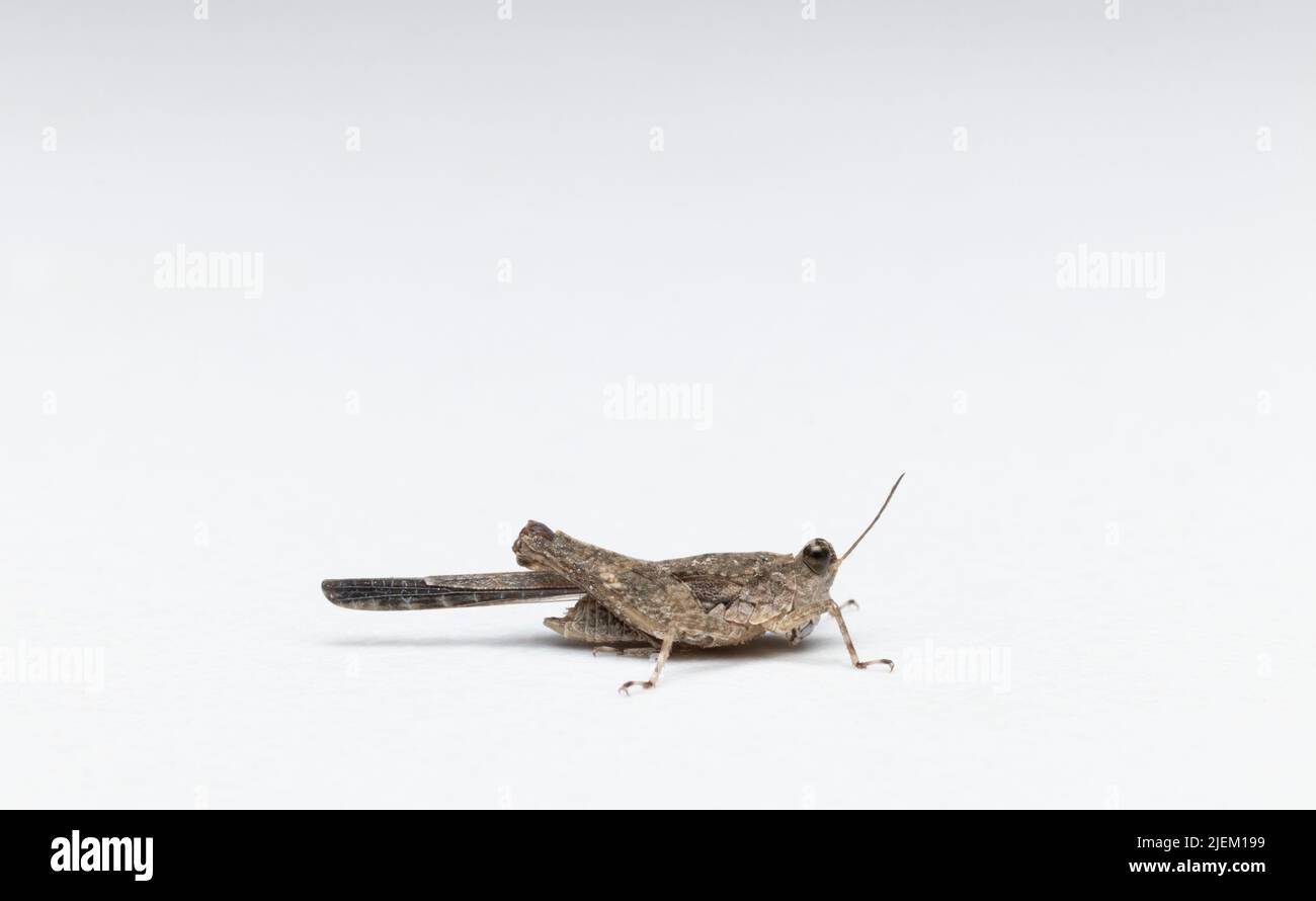 small grasshopper side view closeup in white background stock photo ...