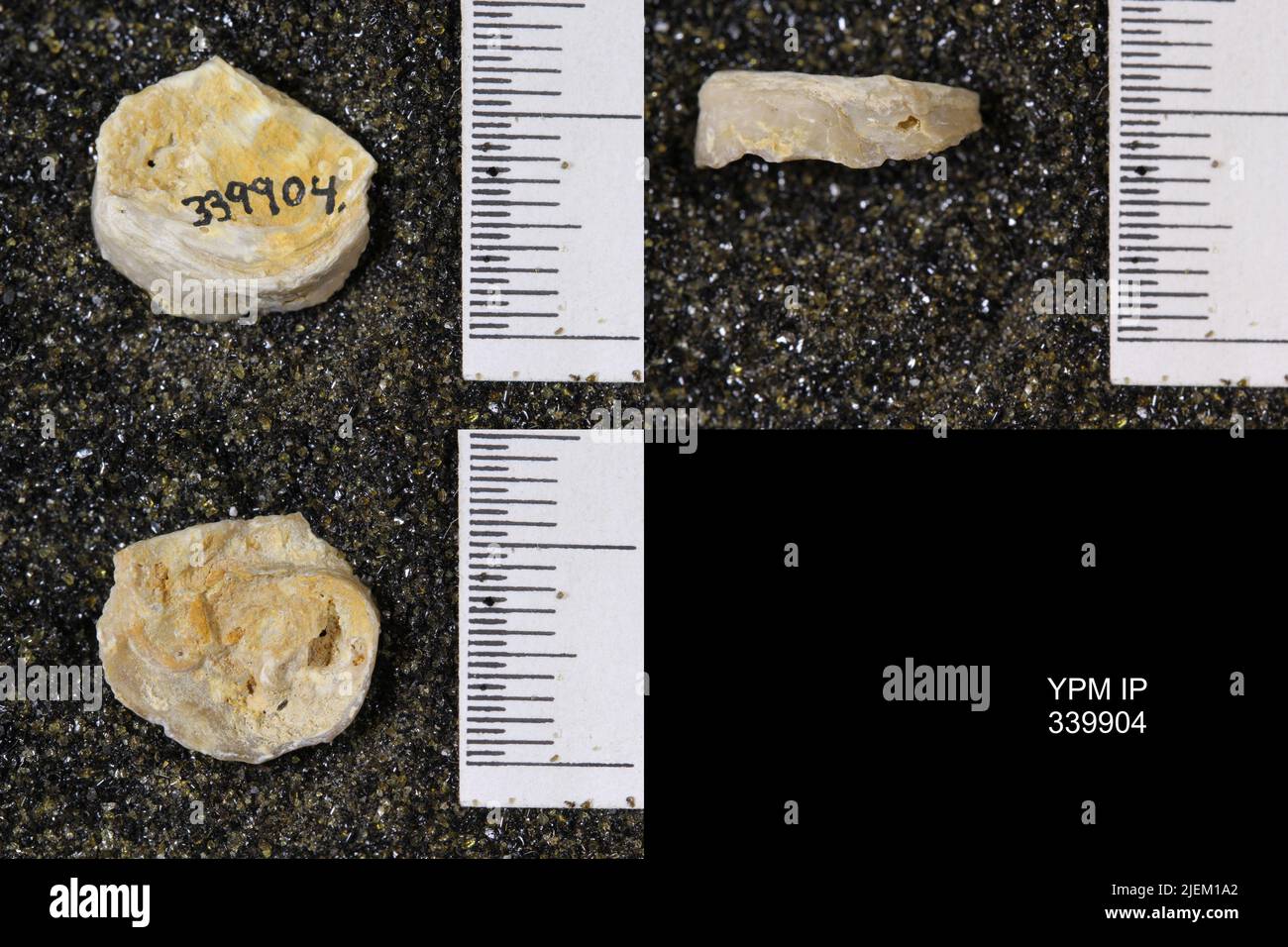 Exogyra hi-res stock photography and images - Alamy