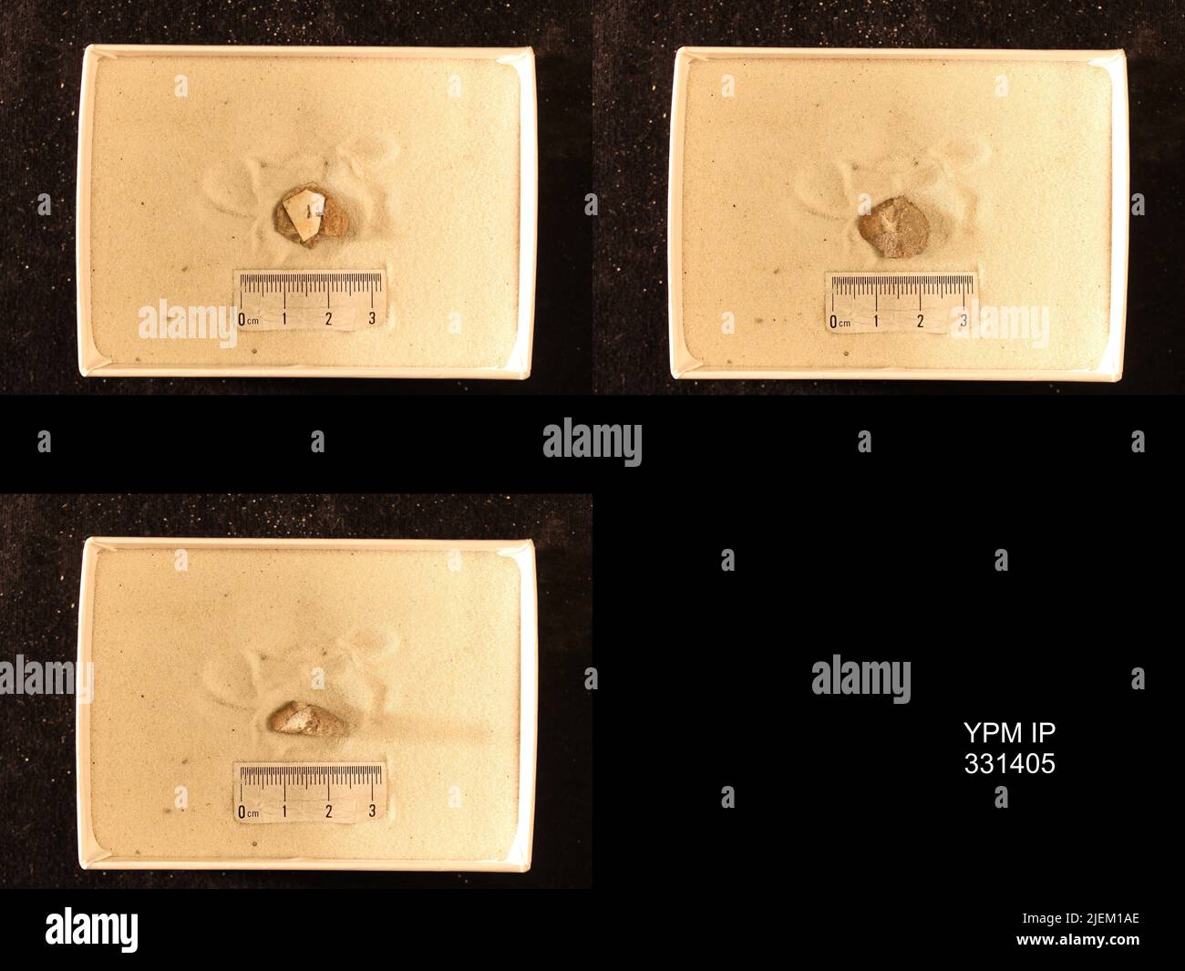 Orthis hi-res stock photography and images - Alamy