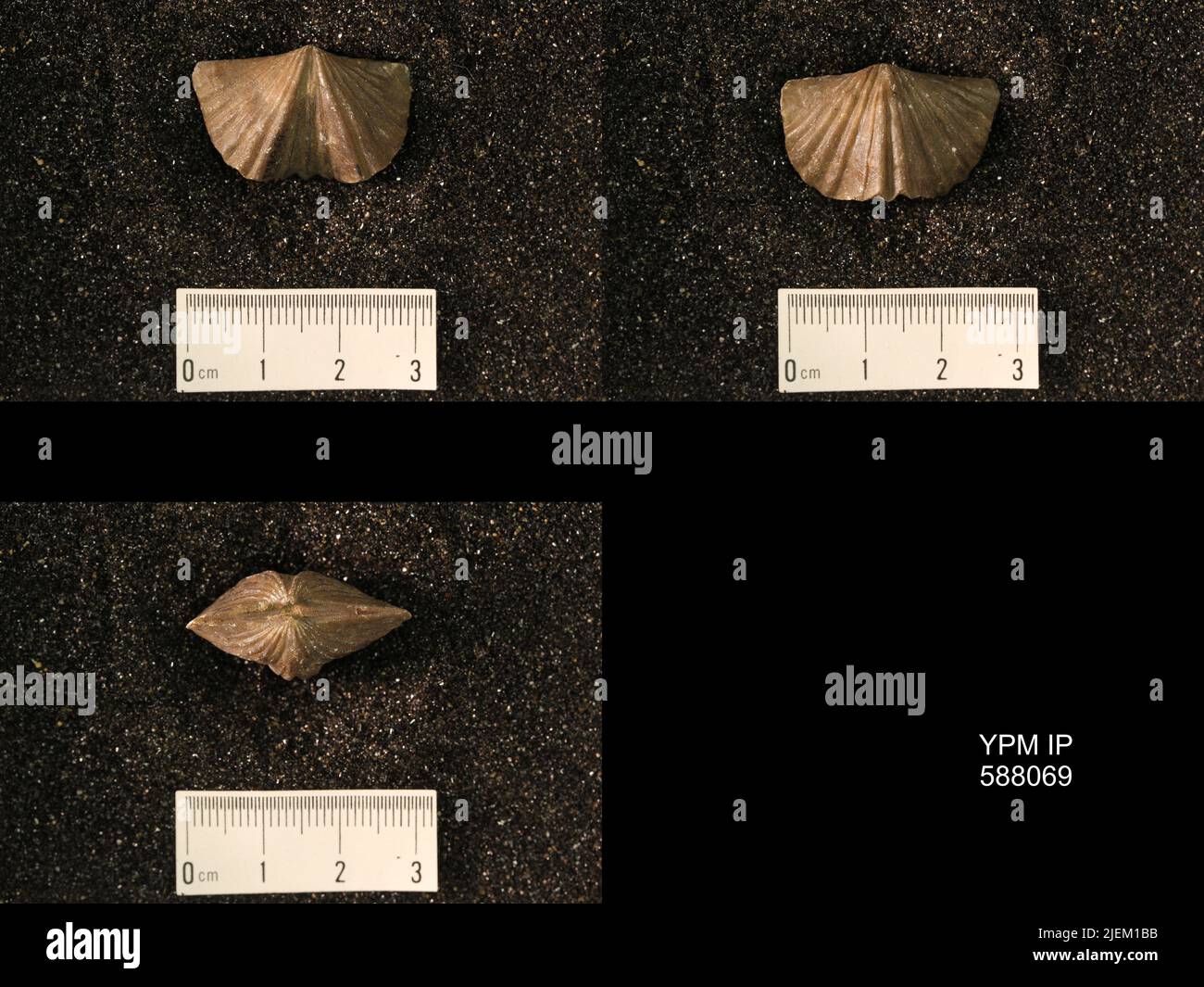 Laticostata hi-res stock photography and images - Alamy