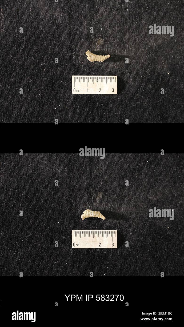 Hallopora animalia hi-res stock photography and images - Alamy