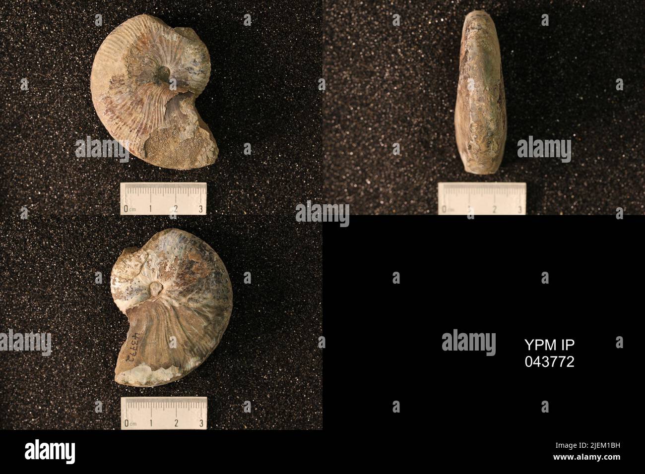 Hoploscaphites nicolletii (Morton Stock Photo - Alamy