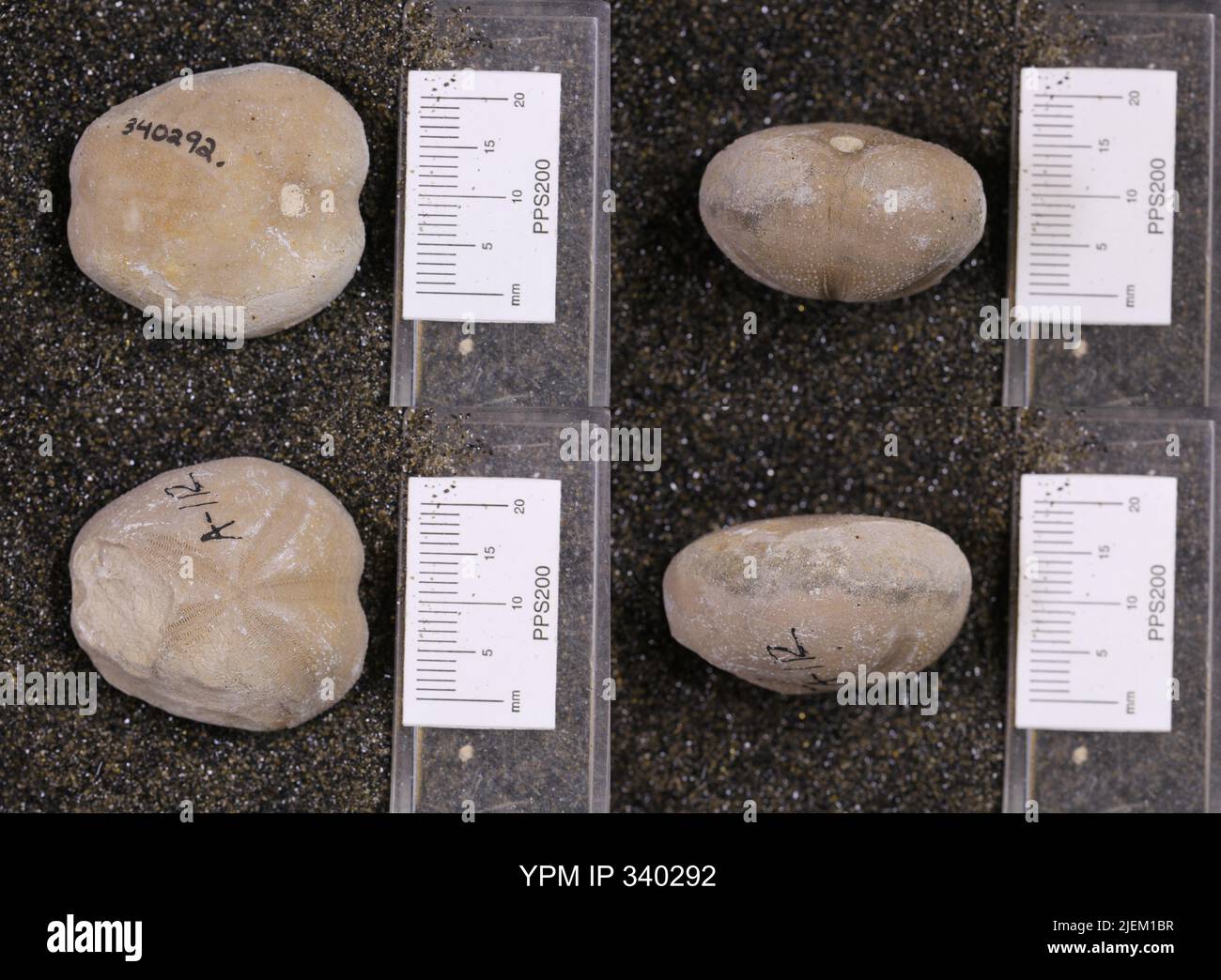 Enallaster texanus Roemer Stock Photo - Alamy