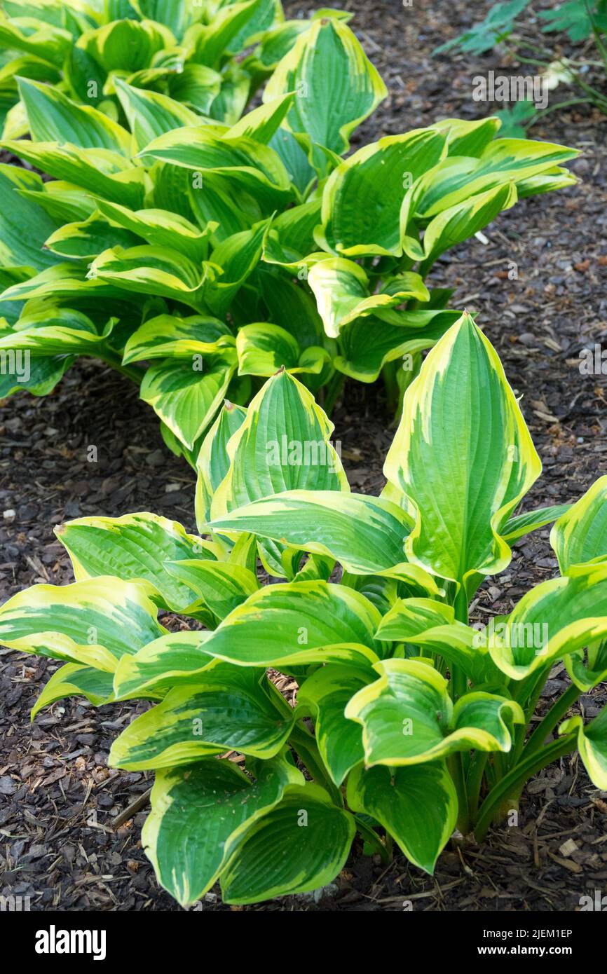 Hosta "Don Stevens" Variegated leaves Hostas Stock Photo - Alamy