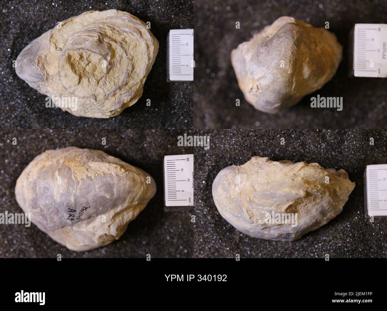 Gryphaea hi-res stock photography and images - Alamy