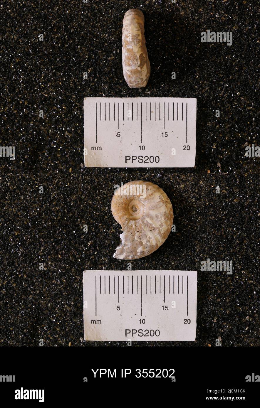 Scaphites hi-res stock photography and images - Alamy