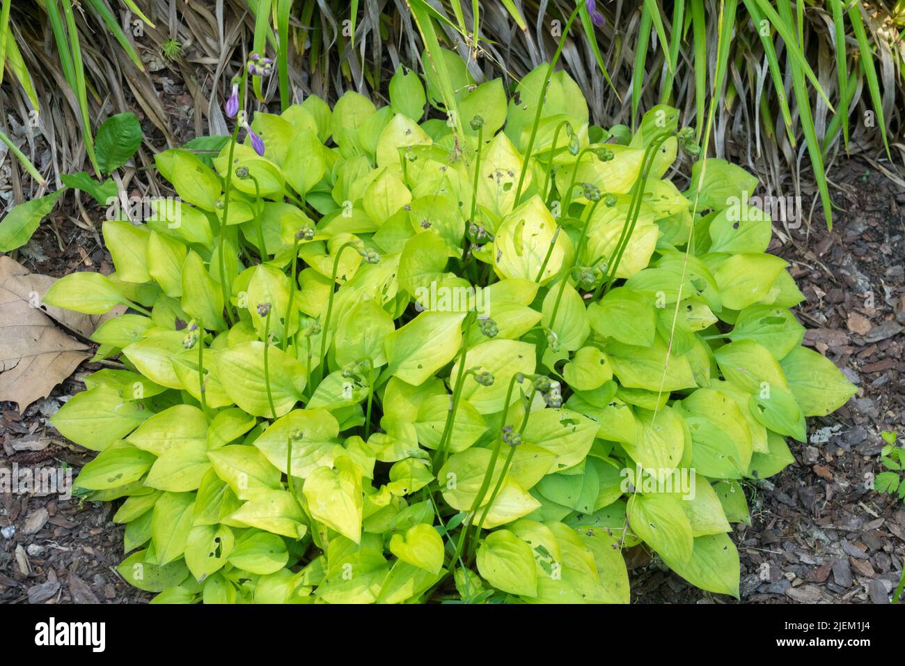 Dwarf, Miniature, Hosta, Small, Hosta "Hydon Sunset", Plantain Lily ...