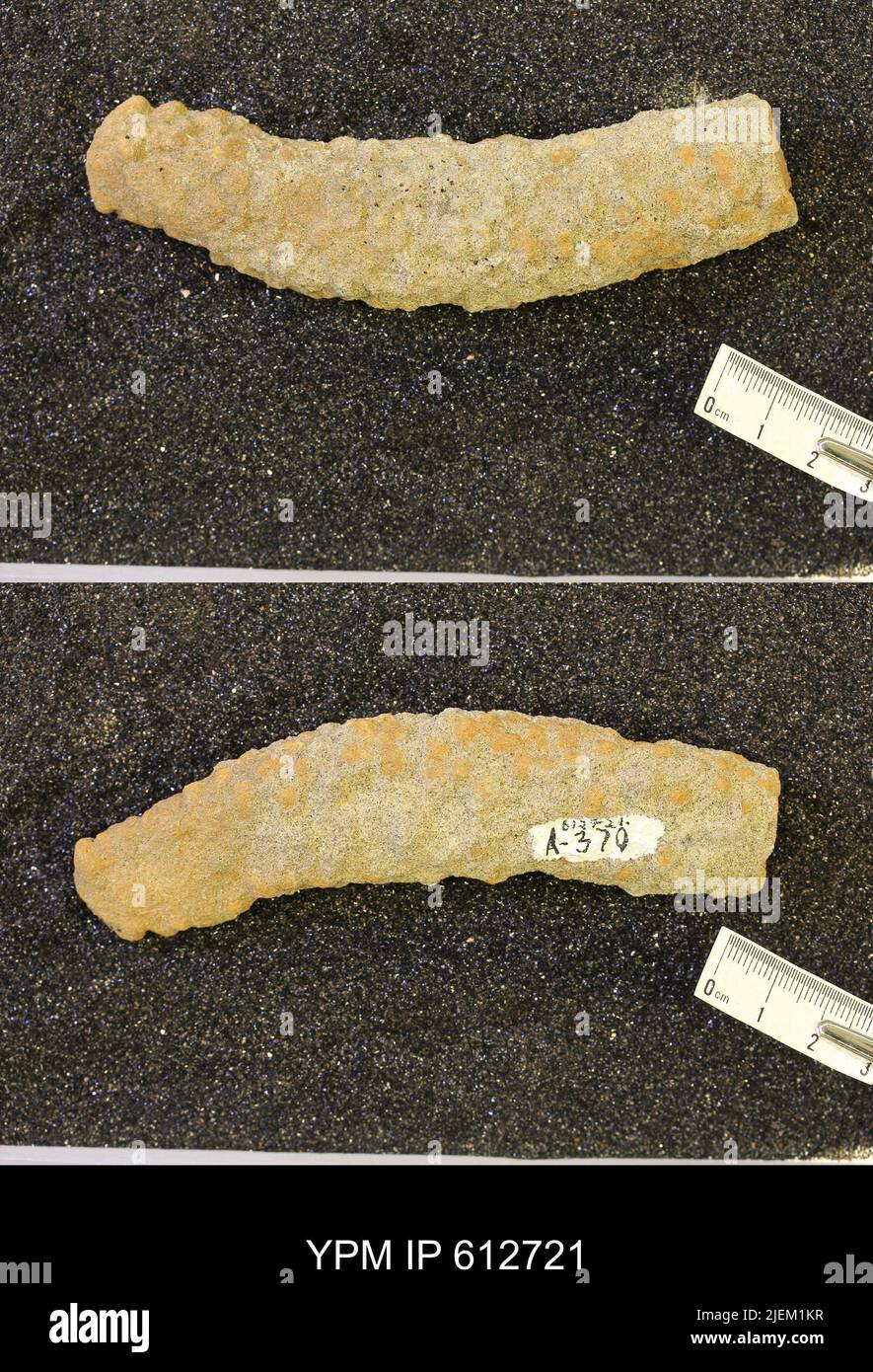 Ophiomorpha nodosa ichnofossil hi-res stock photography and images - Alamy