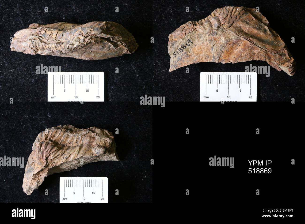 Asaphidae hi-res stock photography and images - Alamy