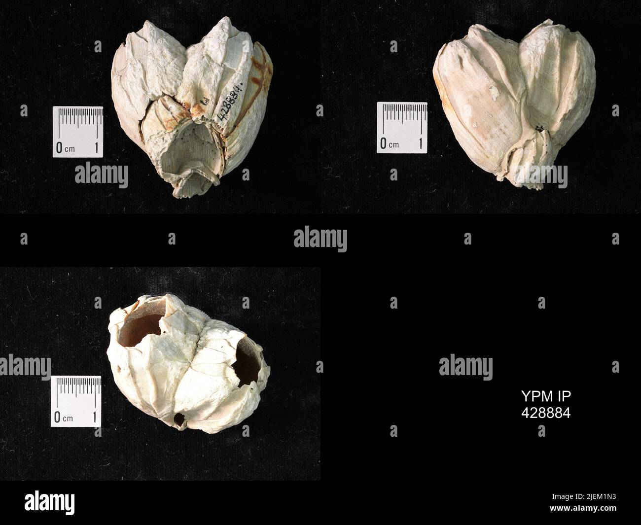 Balanus sp hi-res stock photography and images - Alamy