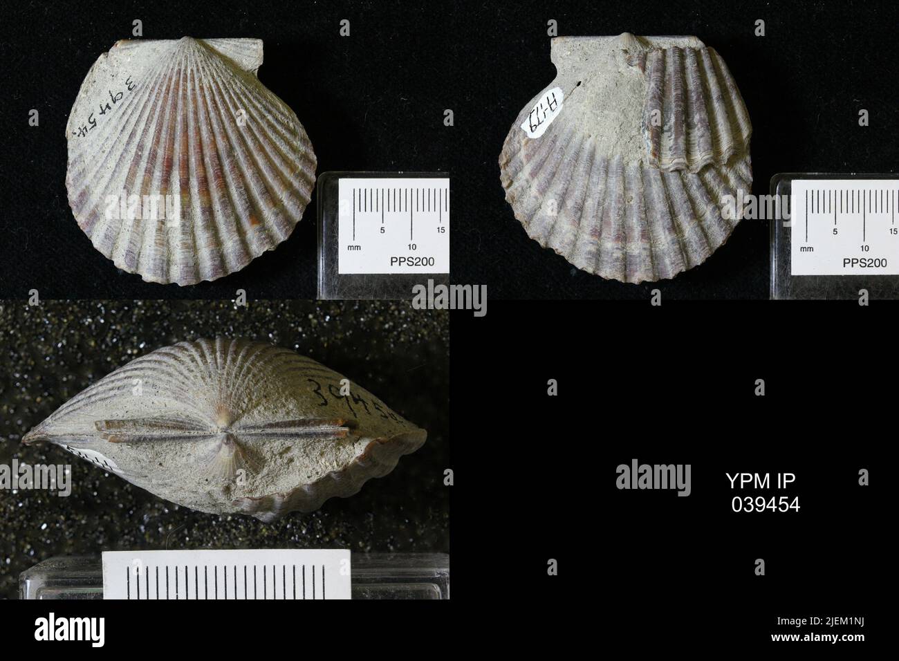 Argopecten irradians (Lamarck, 1819 Stock Photo - Alamy