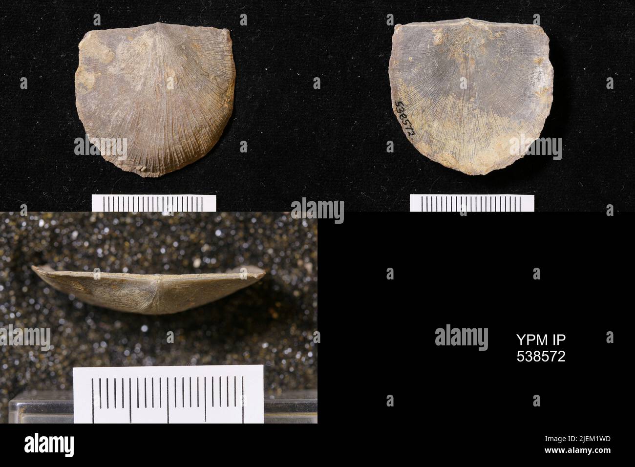 Rafinesquina alternata fracta (Meek, 1873 Stock Photo - Alamy